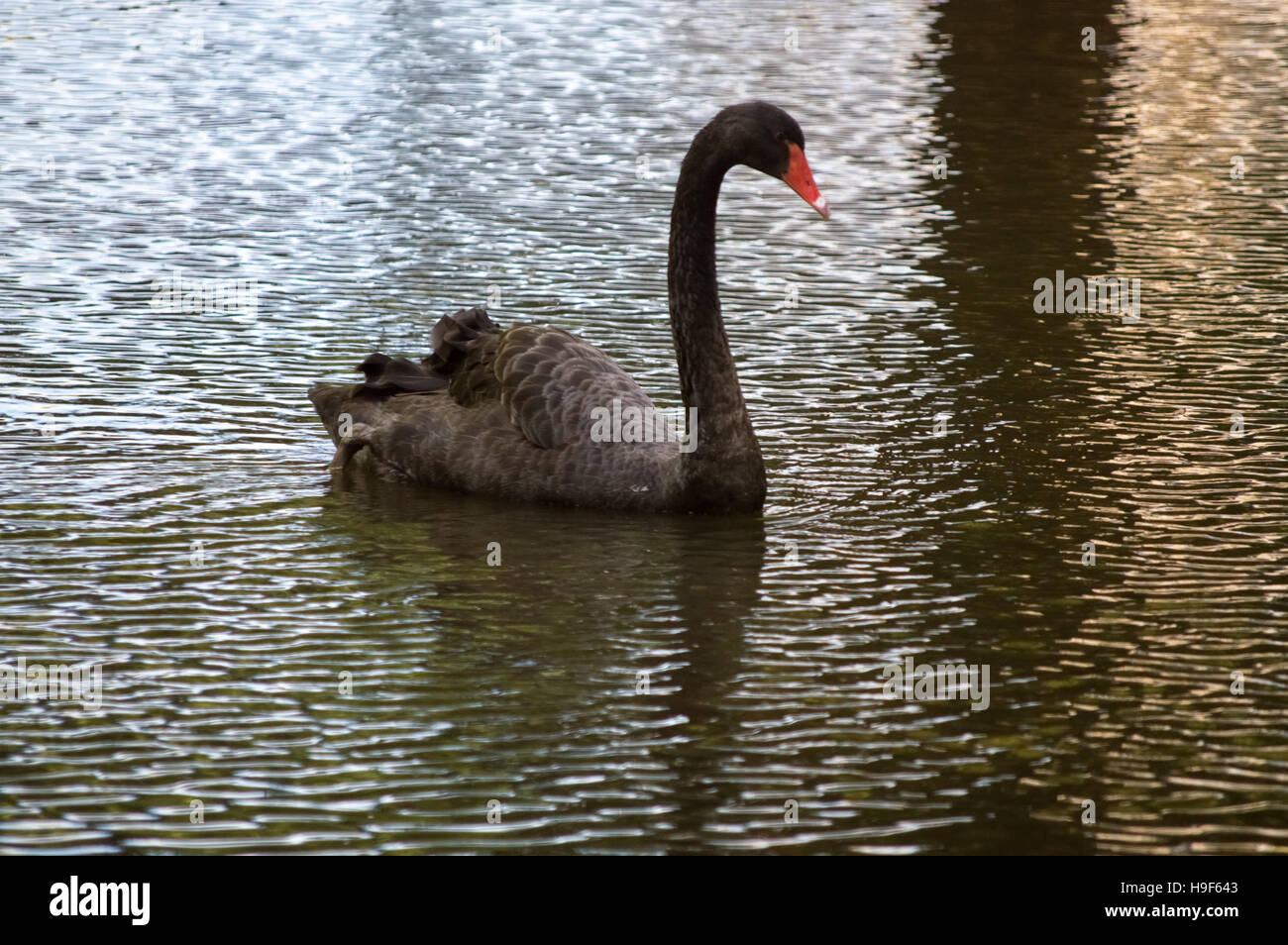 A beautiful black swam swimming across a shimmering, multi colored lake ...