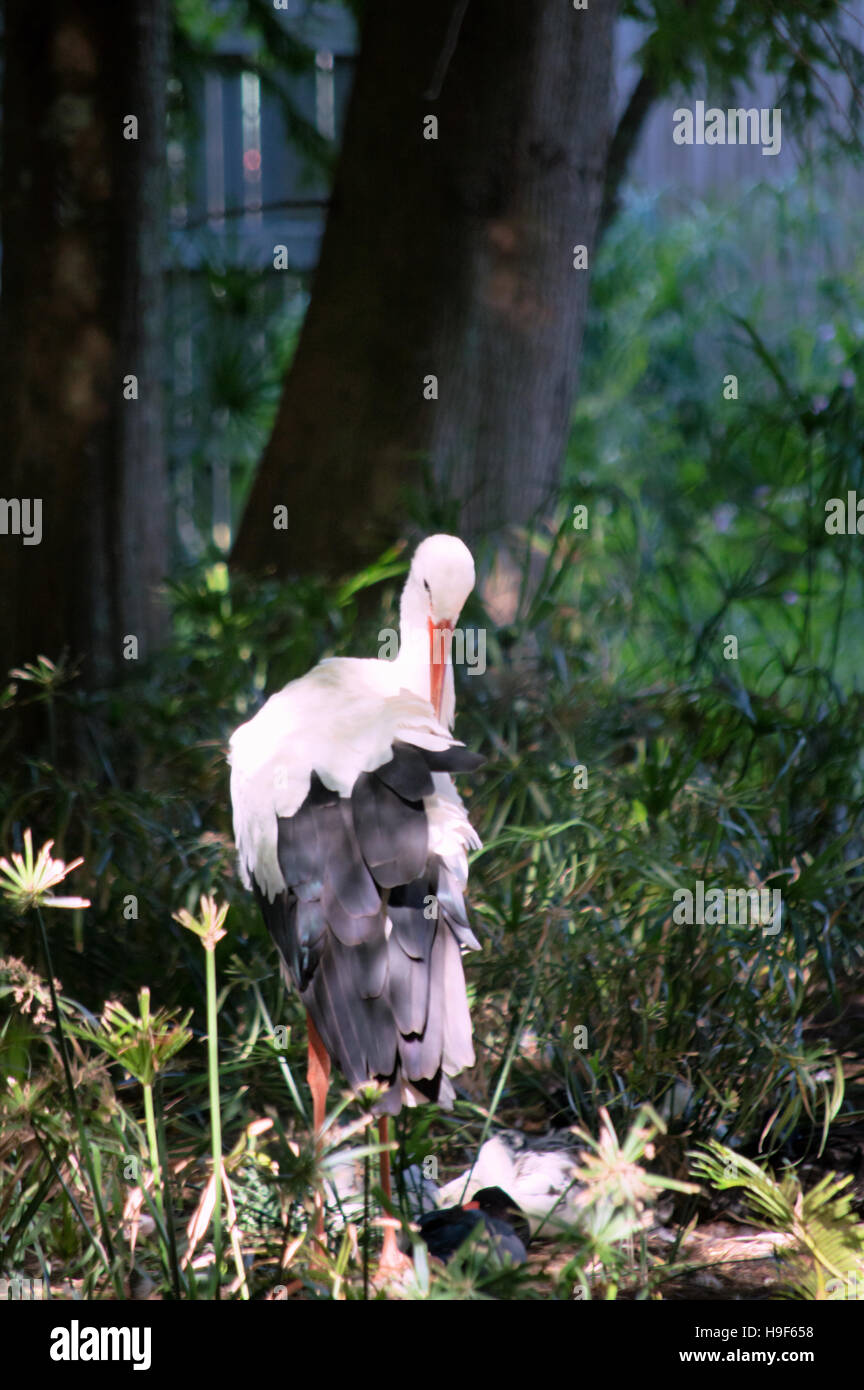 An Egyptian stork standing in front of a tree Stock Photo - Alamy