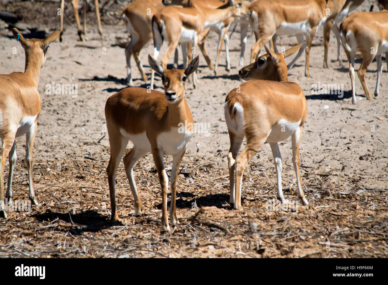 A herd of female impala deer Stock Photo - Alamy