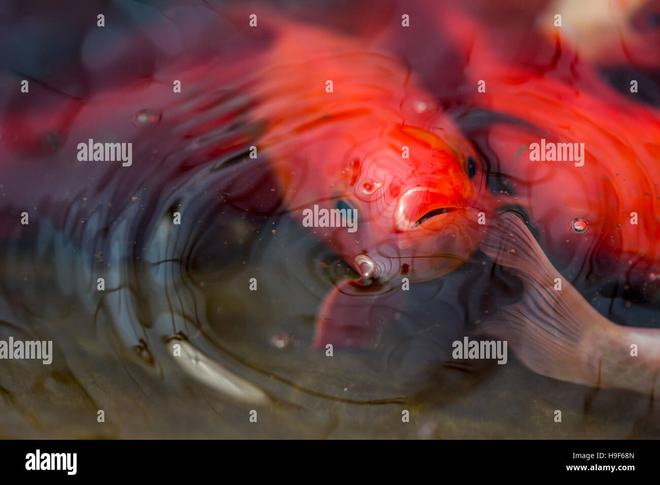 Beautiful multi coloured koi fish hi-res stock photography and images ...