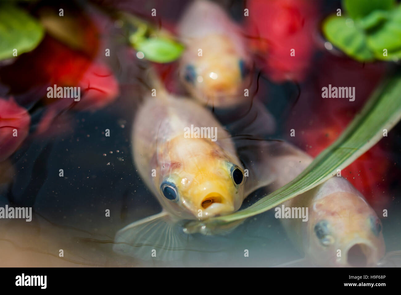 Beautiful multi coloured koi fish hi-res stock photography and images ...