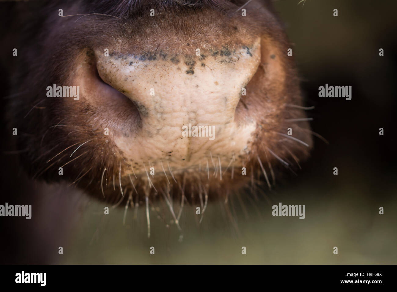 Bulls nose hi-res stock photography and images - Alamy