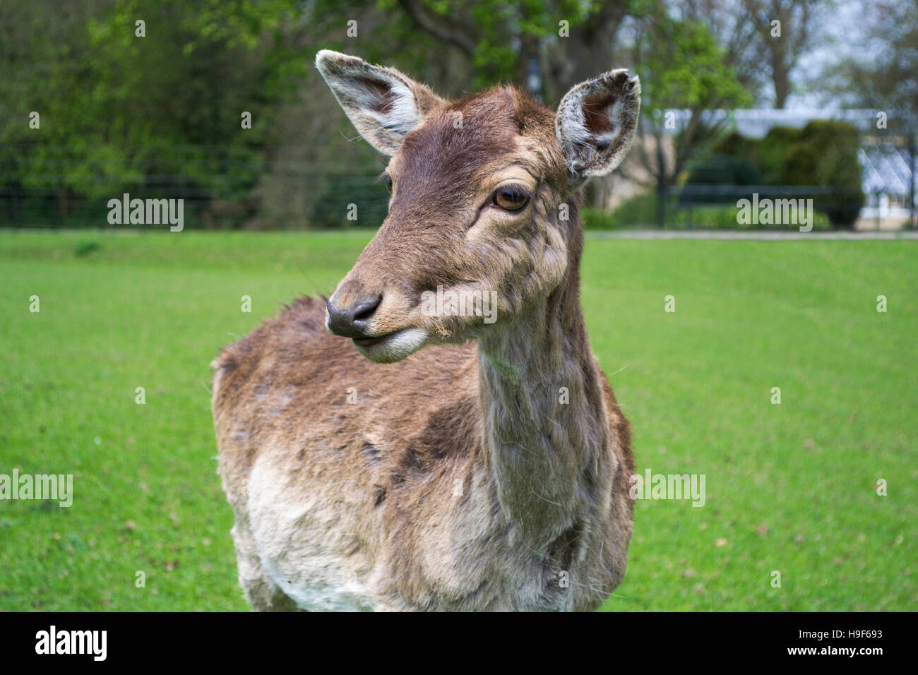 Cute young fallow deer stands alone against a lush green background ...
