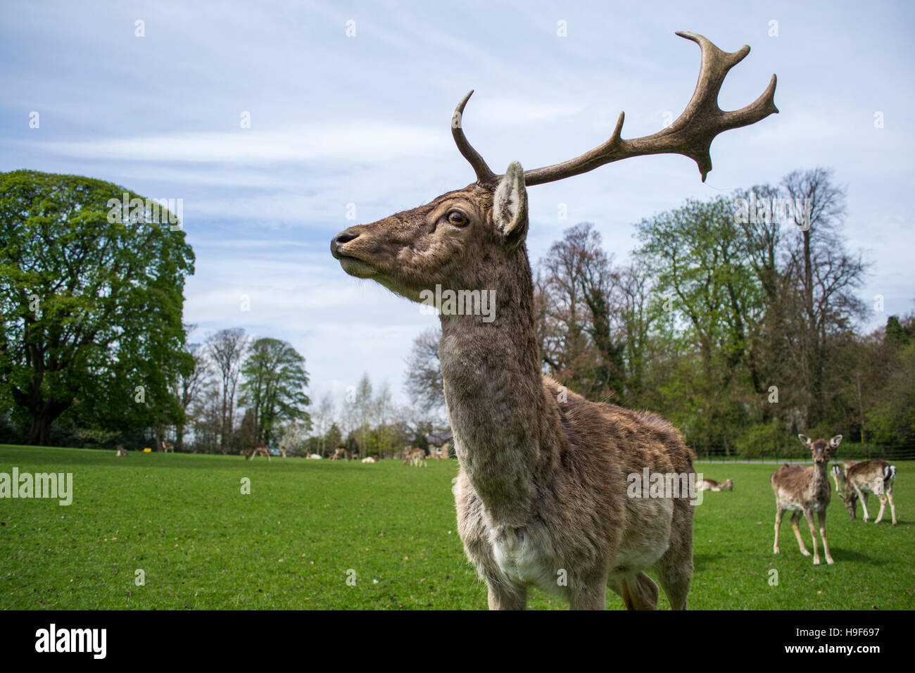 Happy roe deer hi-res stock photography and images - Alamy
