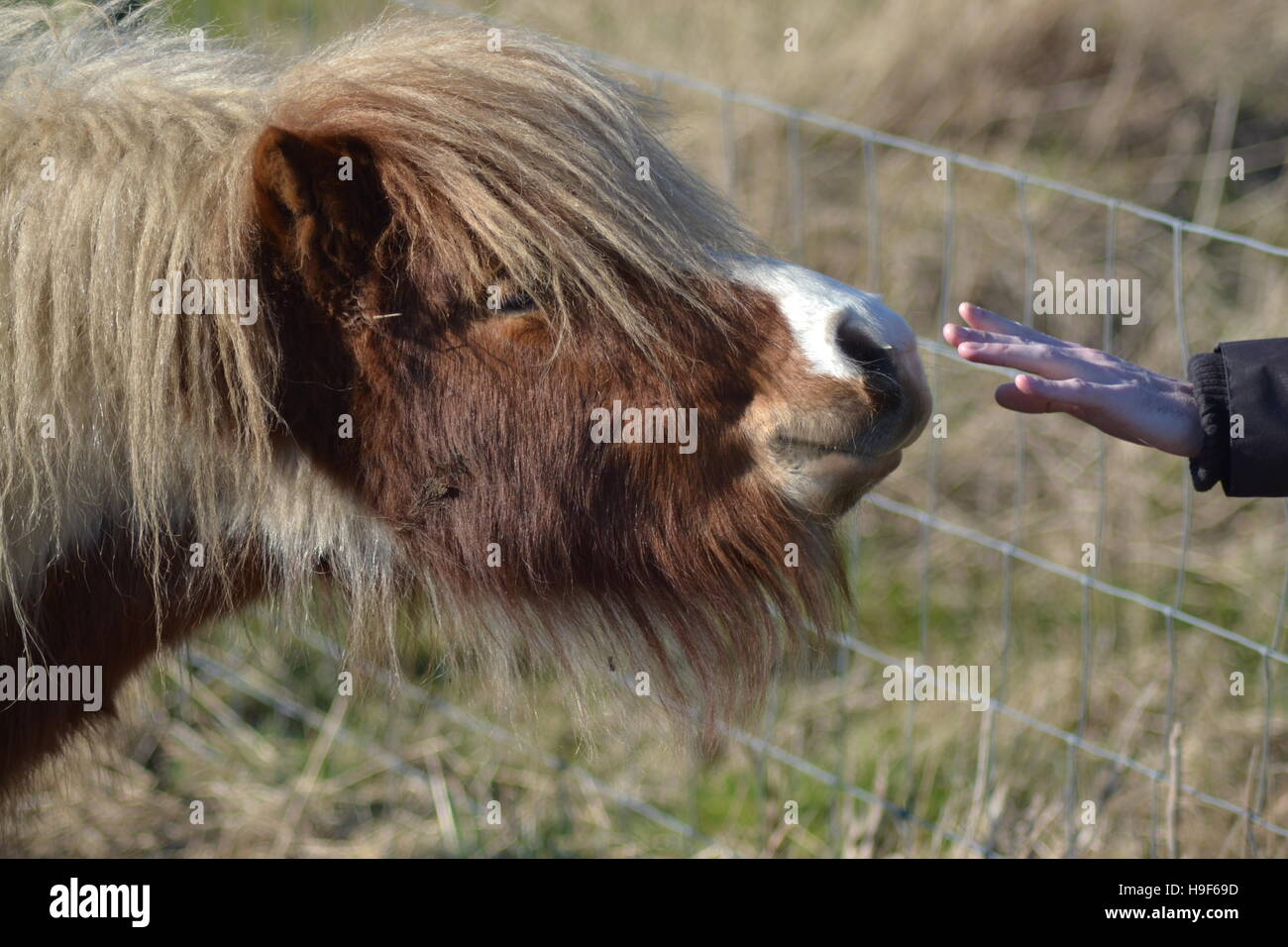 Human hand reaches out to stroke a shetland pony Stock Photo - Alamy
