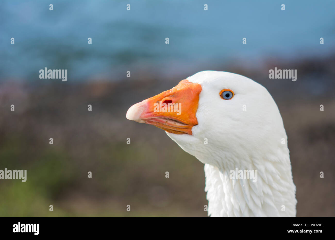 A beautiful white duck in the wild Stock Photo - Alamy