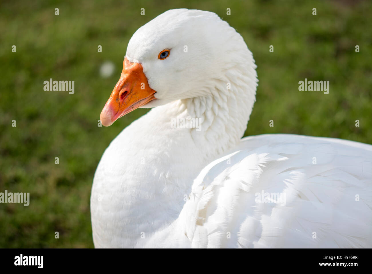 A beautiful white duck in the wild Stock Photo - Alamy