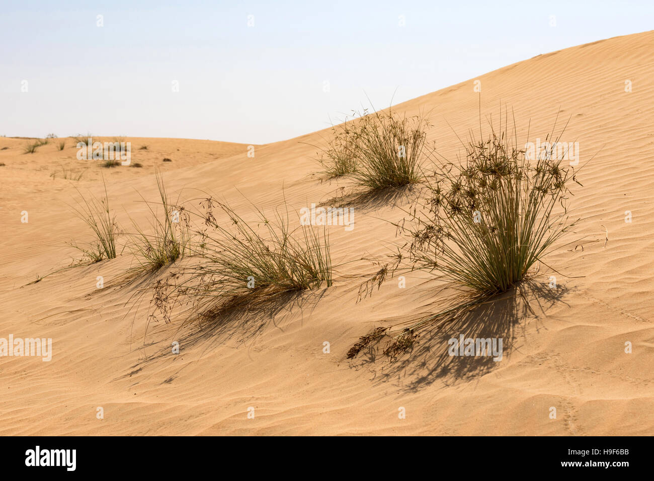 Grass growing on side of sand dune Stock Photo - Alamy
