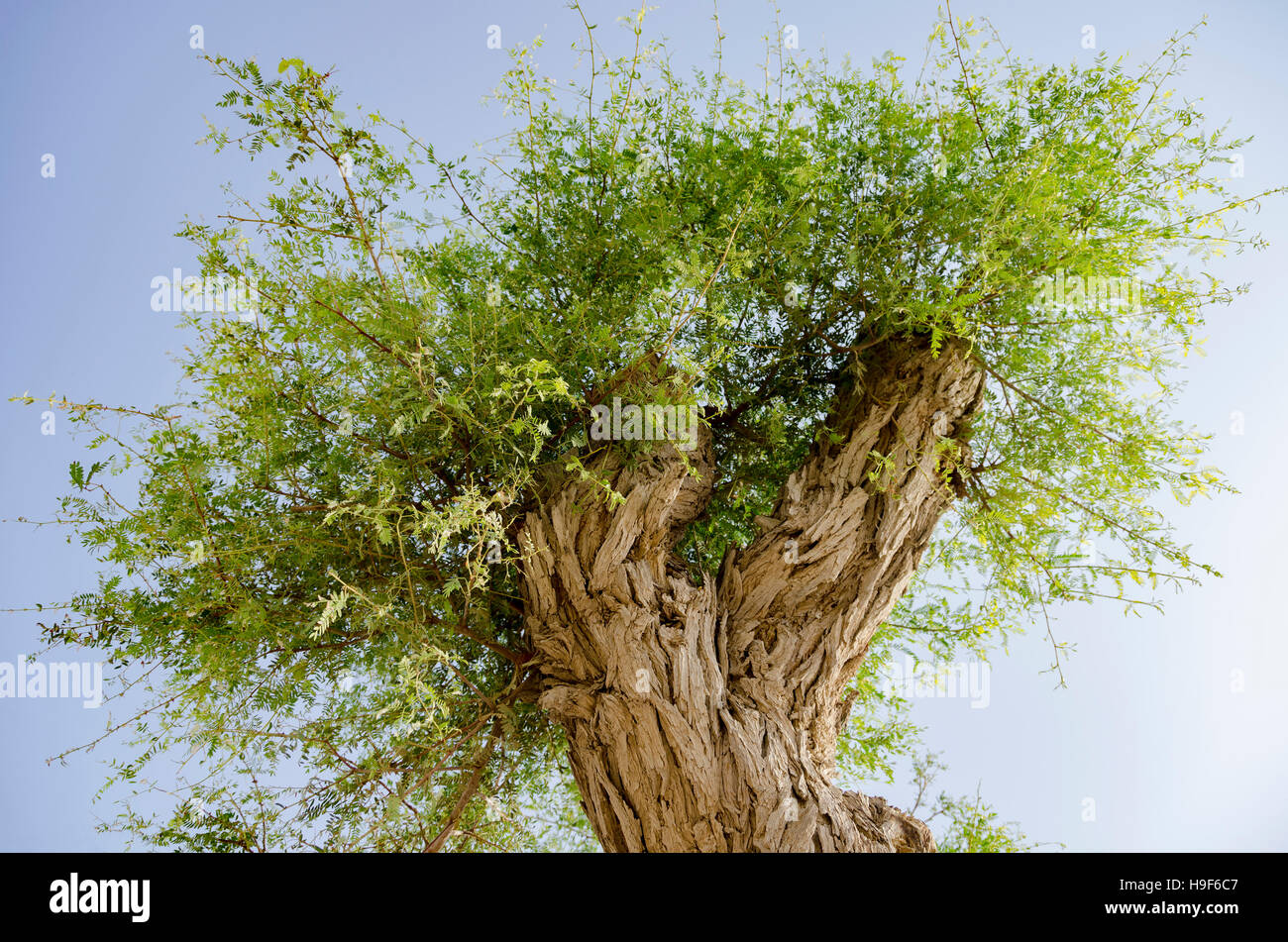 National Tree Of Uae Ghaf at Roxanna Sullivan blog