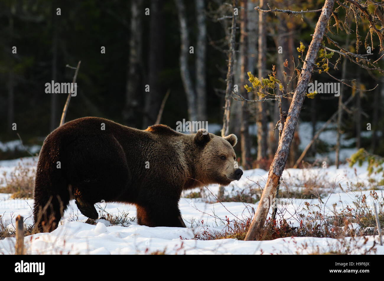 Brown bear in spring hi-res stock photography and images - Alamy