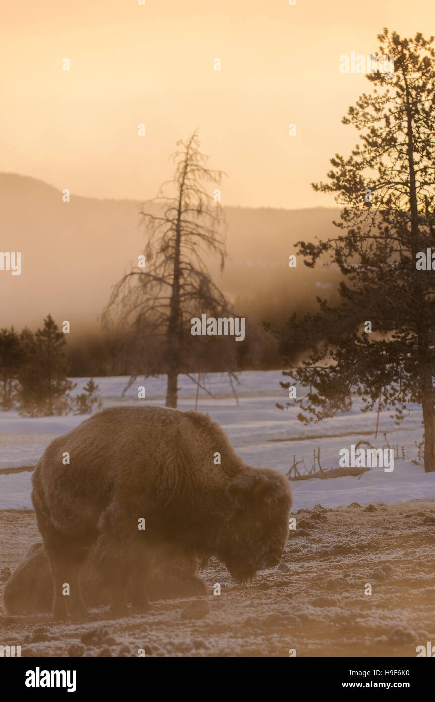 American Bison in frost and snow and fog from the hot springs near Old ...