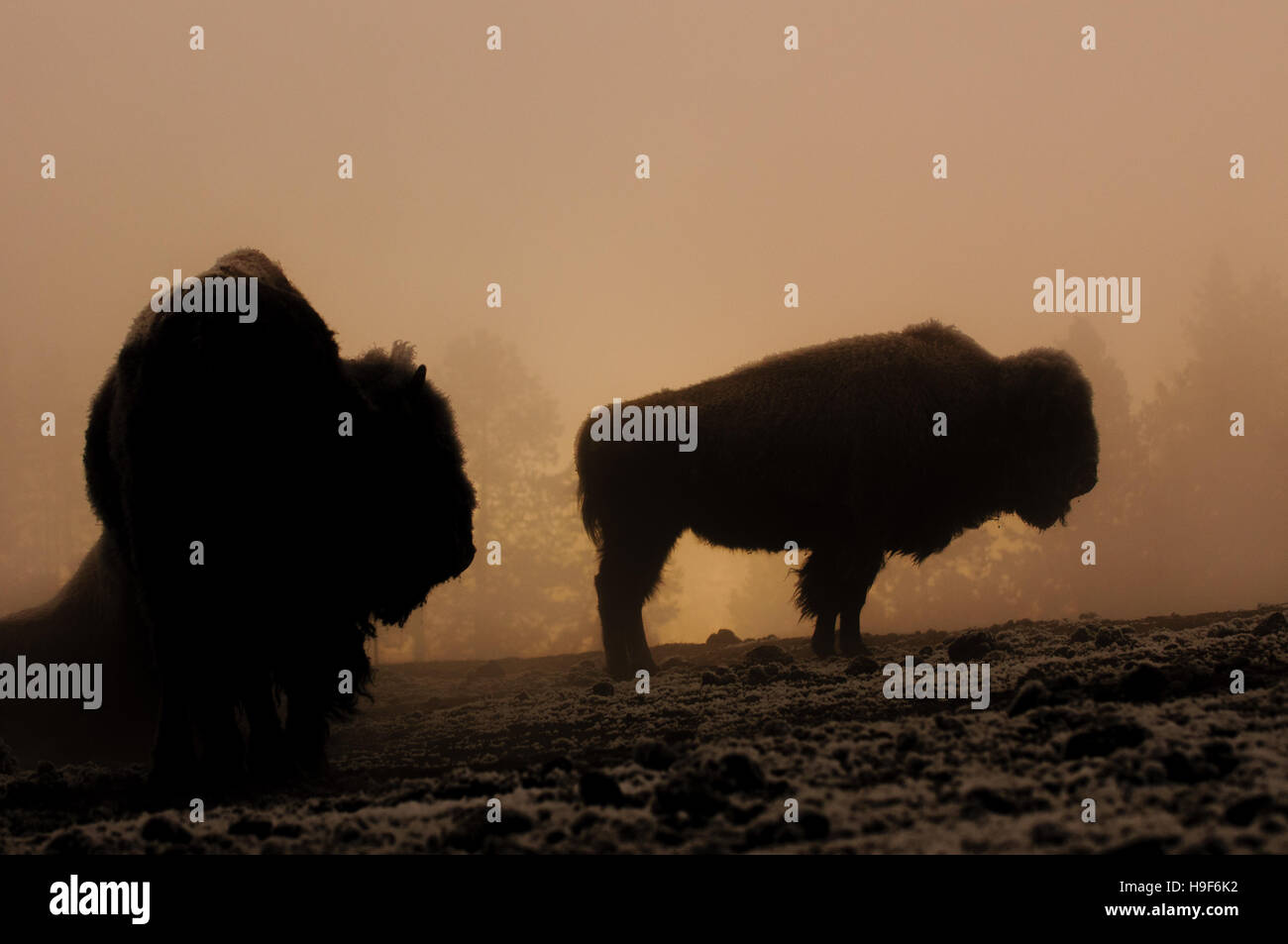 American Bison during sunrise in red fog from the hot springs near Old ...