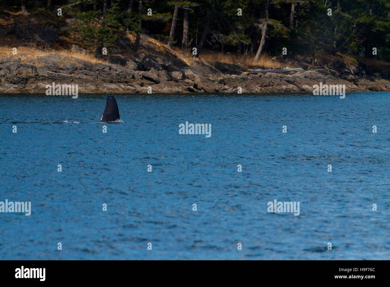 Killer Wale High Resolution Stock Photography and Images - Alamy