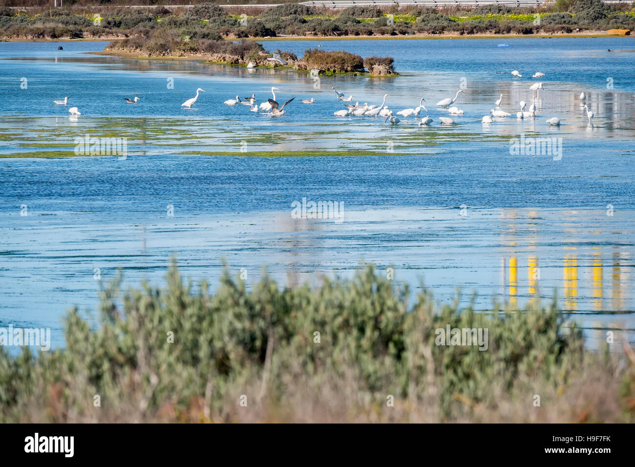Marsh birds in Puerto Real, Cadiz, Spain Stock Photo - Alamy