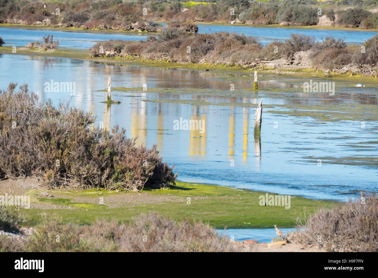 Marsh birds in Puerto Real, Cadiz, Spain Stock Photo - Alamy
