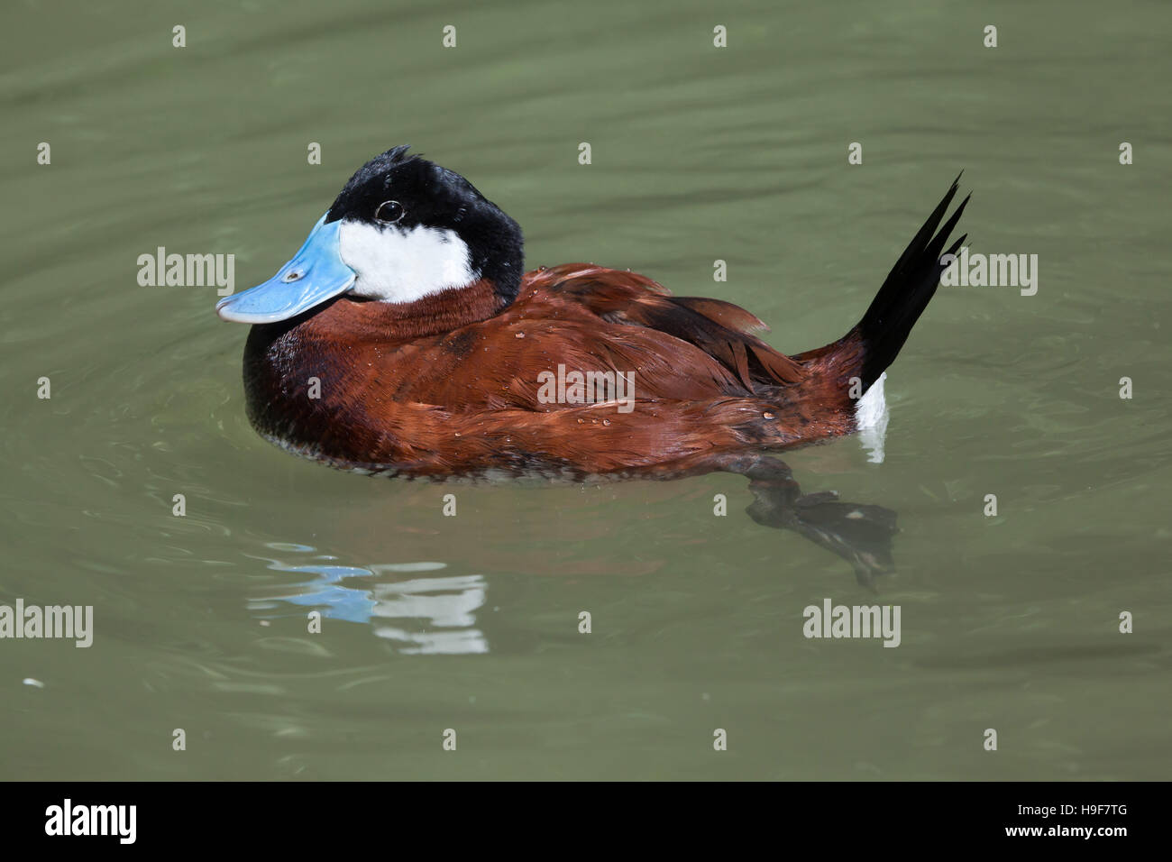 Ruddy duck (Oxyura jamaicensis). Wildlife animal Stock Photo - Alamy