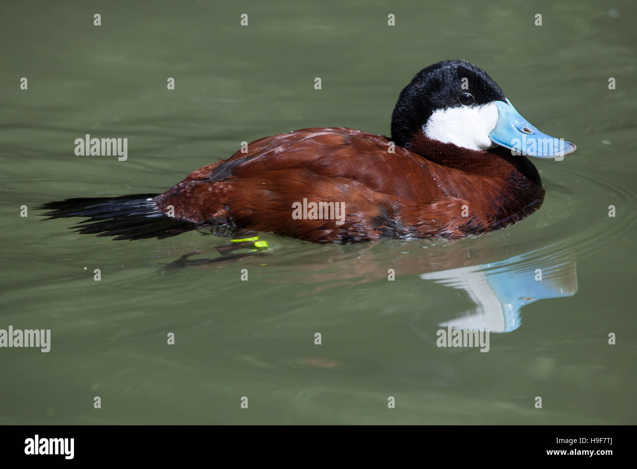 Ruddy duck oxyura jamaicensis hi-res stock photography and images - Alamy