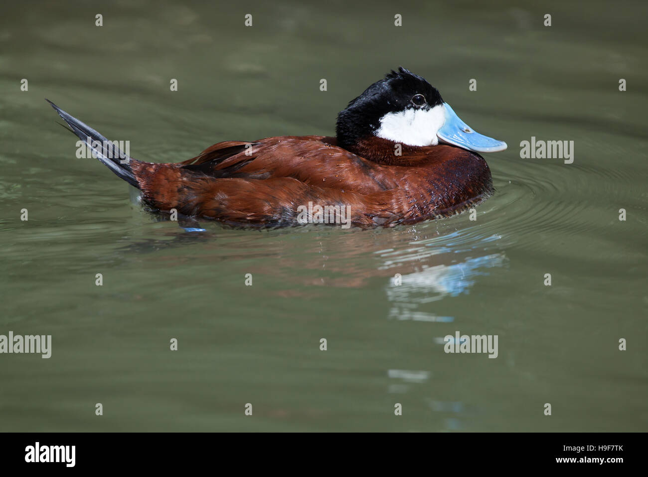Ruddy duck oxyura jamaicensis hi-res stock photography and images - Alamy