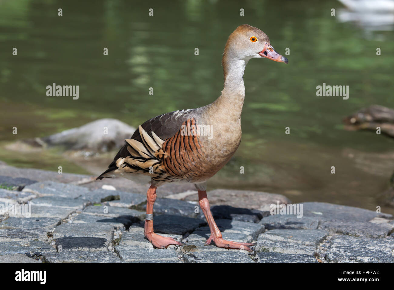 Plumed whistling duck (Dendrocygna eytoni), also known as the grass ...