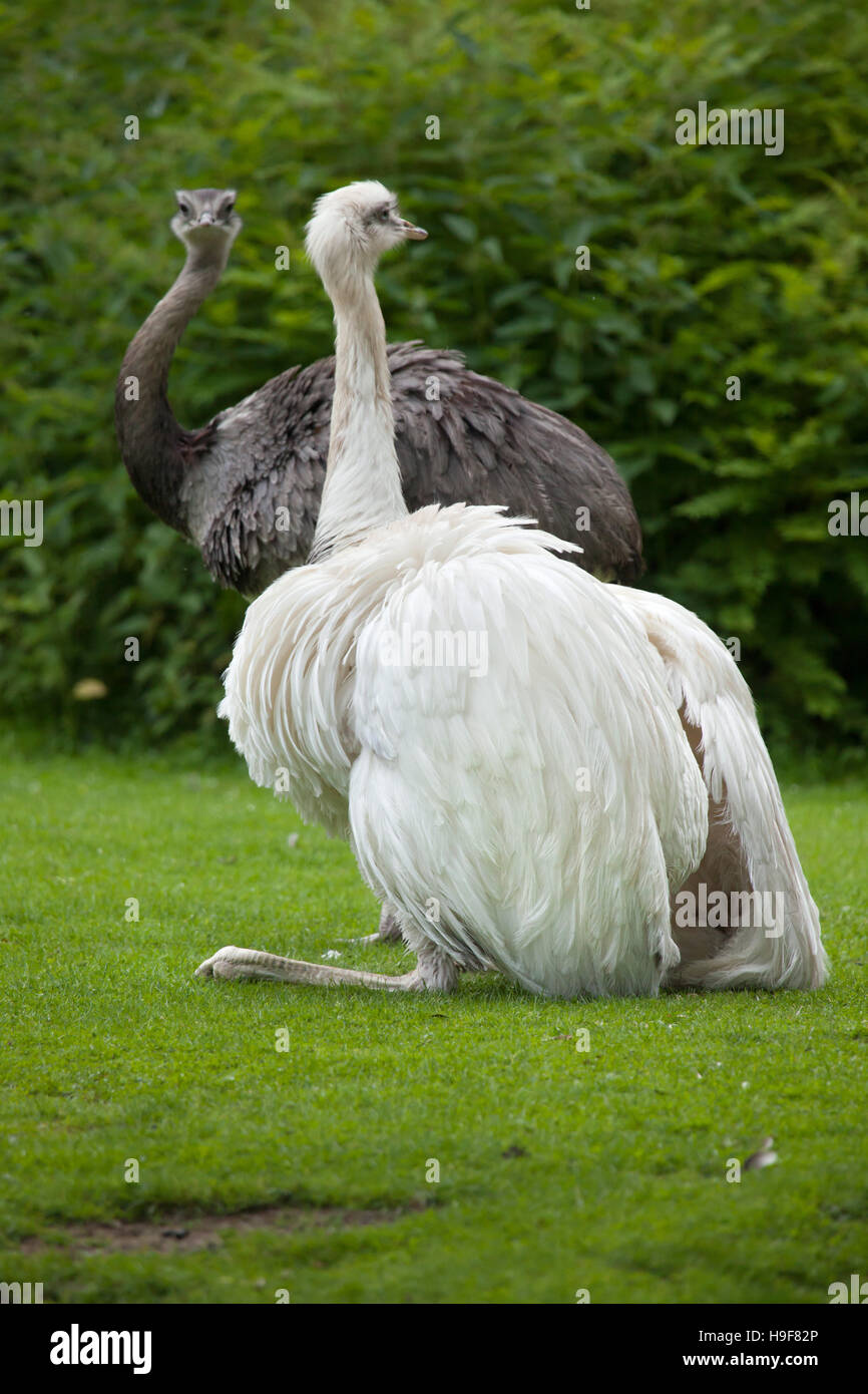 Darwin's rhea (Rhea pennata), also known as the lesser rhea. White ...