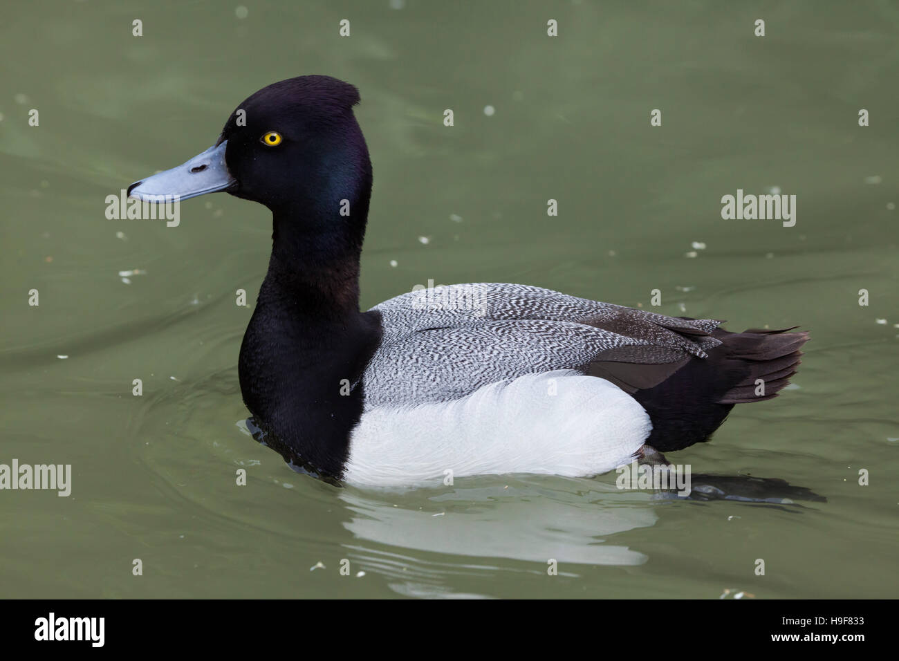 Lesser scaup (Aythya affinis). Wildlife animal Stock Photo - Alamy