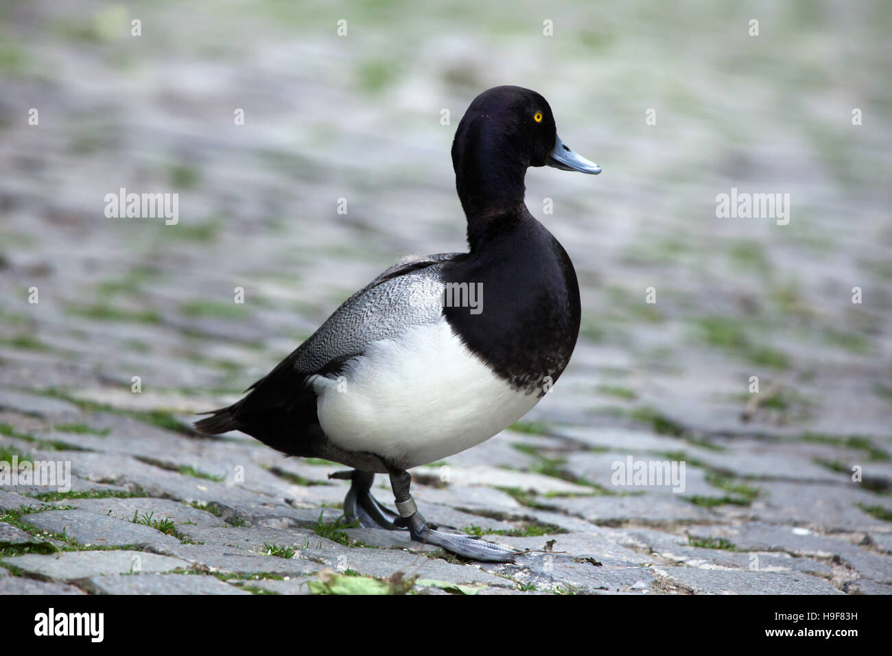 Lesser scaup (Aythya affinis Stock Photo - Alamy