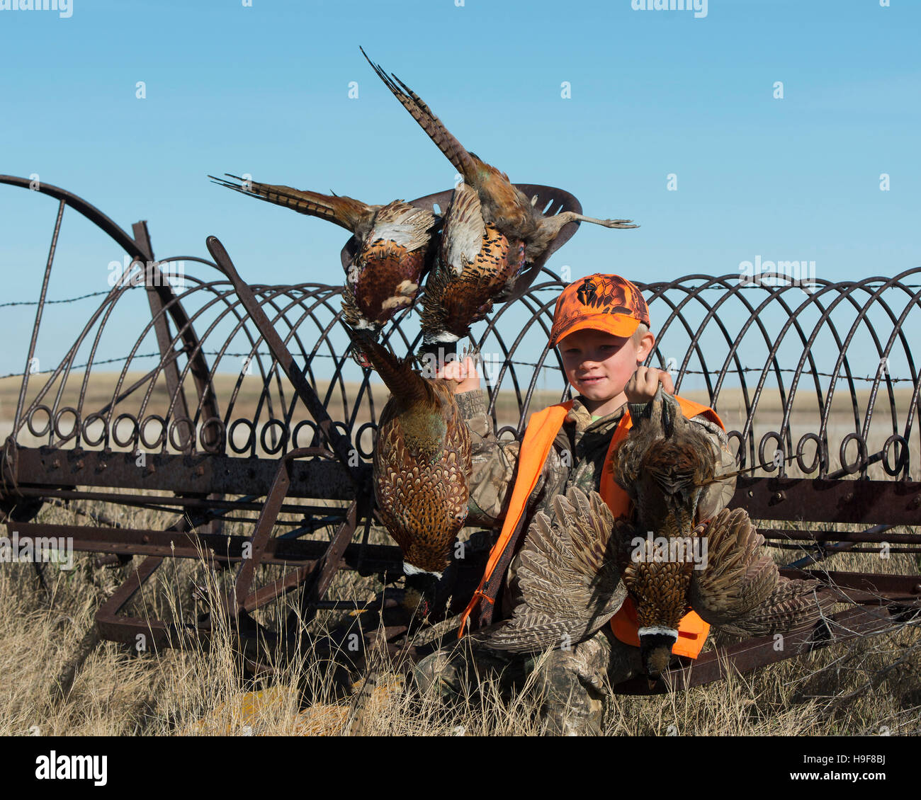 A young pheasant hunter with Rooster Pheasants Stock Photo - Alamy