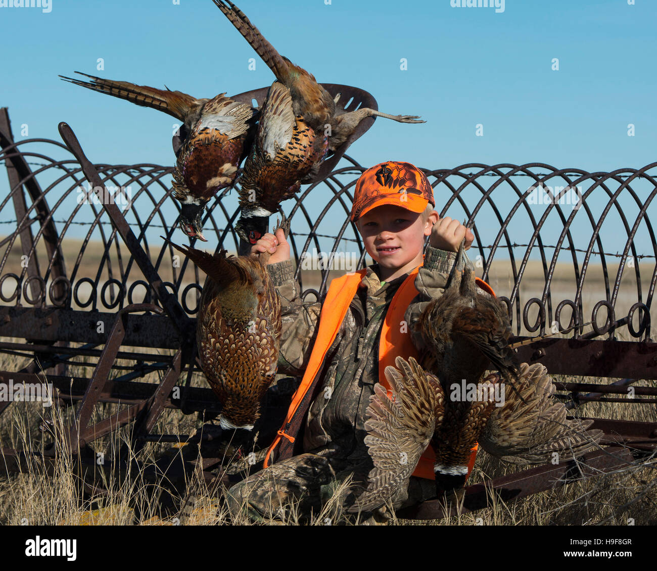 A young pheasant hunter with Rooster Pheasants Stock Photo - Alamy