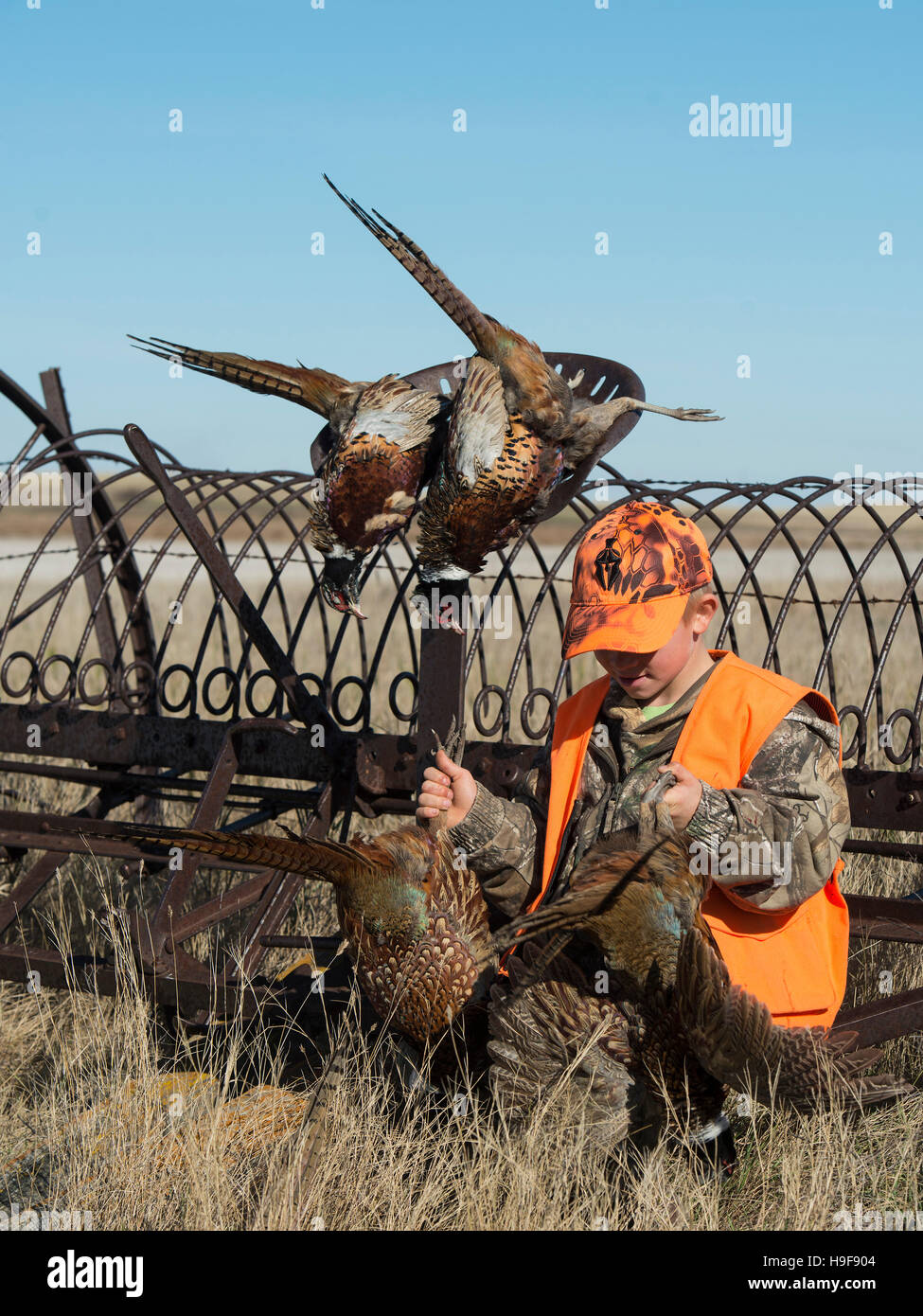 A young pheasant hunter with Rooster Pheasants Stock Photo - Alamy