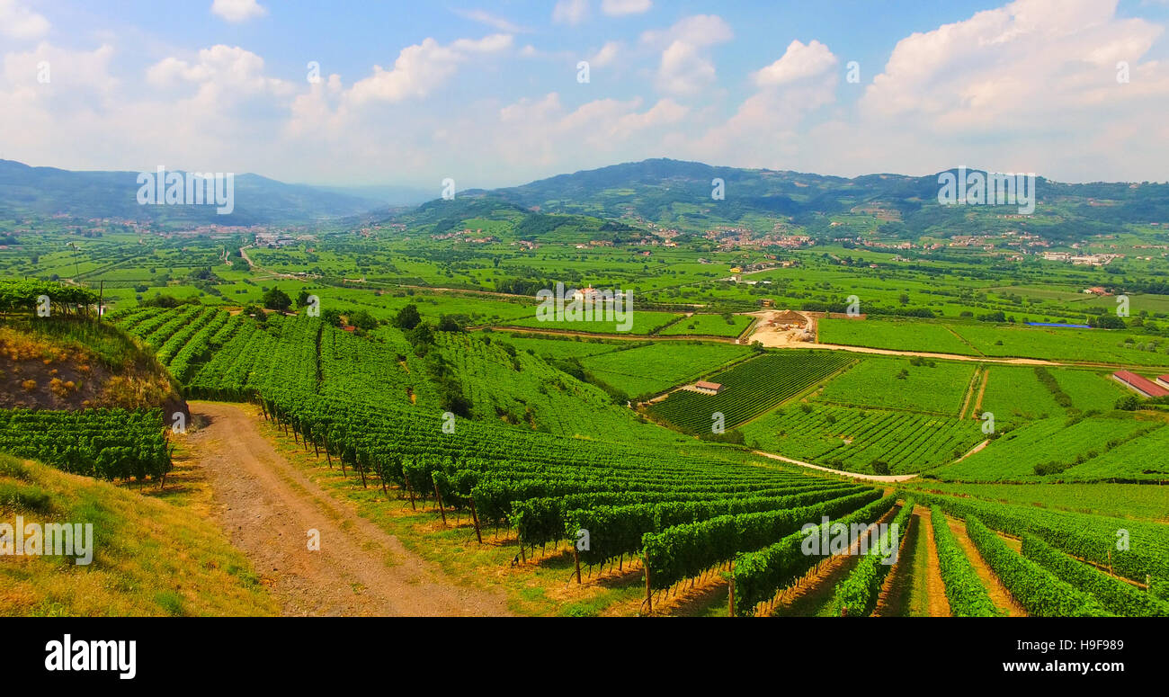 Aerial view idyllic vineyards hi-res stock photography and images - Alamy
