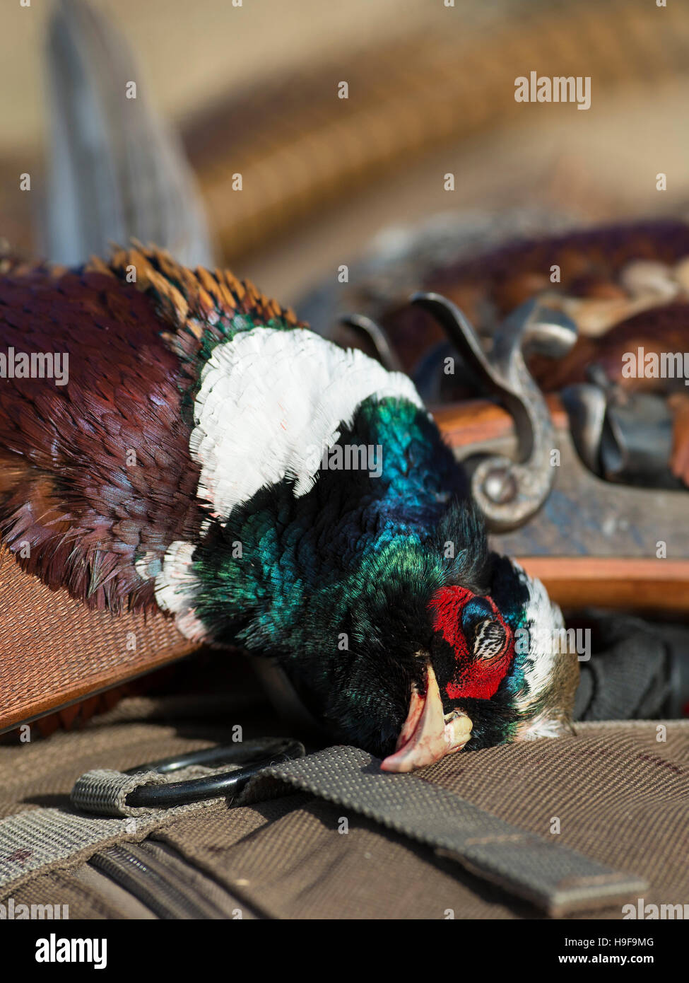 Rooster Pheasants shot with an antique muzzleloader shotgun Stock Photo ...