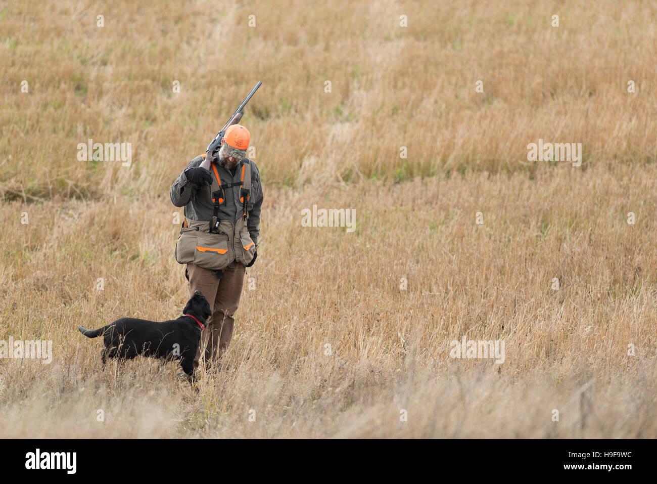A pheasant hunter with a Black Labrador Retriever Stock Photo - Alamy