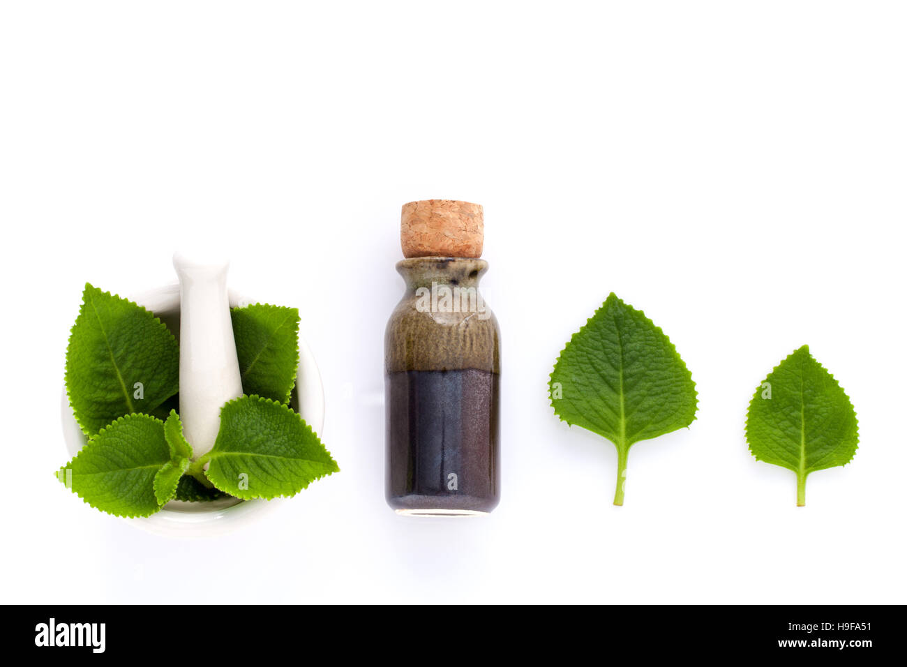 Country Borage,Indian Borage,Coleus amboinicus Lour with white m Stock ...