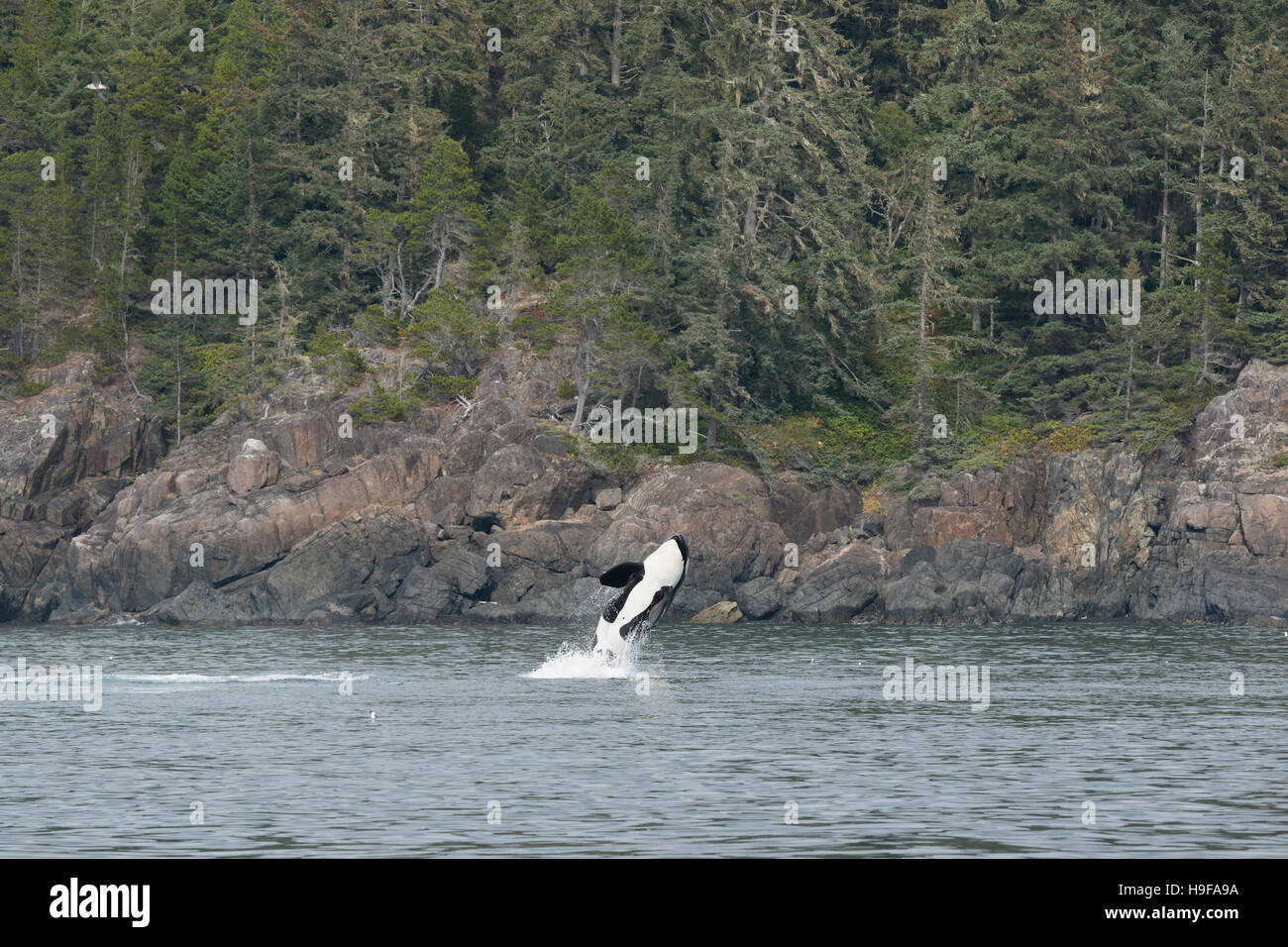 southern resident orca, or killer whale, Orcinus orca, breaching ...