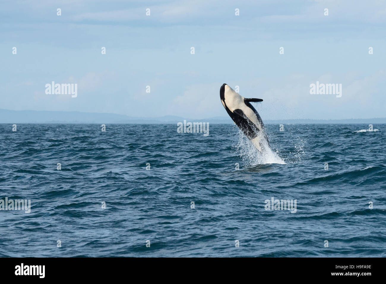 Orca orcinus breaching british hi-res stock photography and images - Alamy