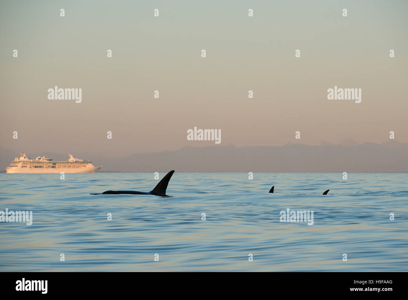 transient orcas or killer whales, Orcinus orca, swim past a cruise ship ...
