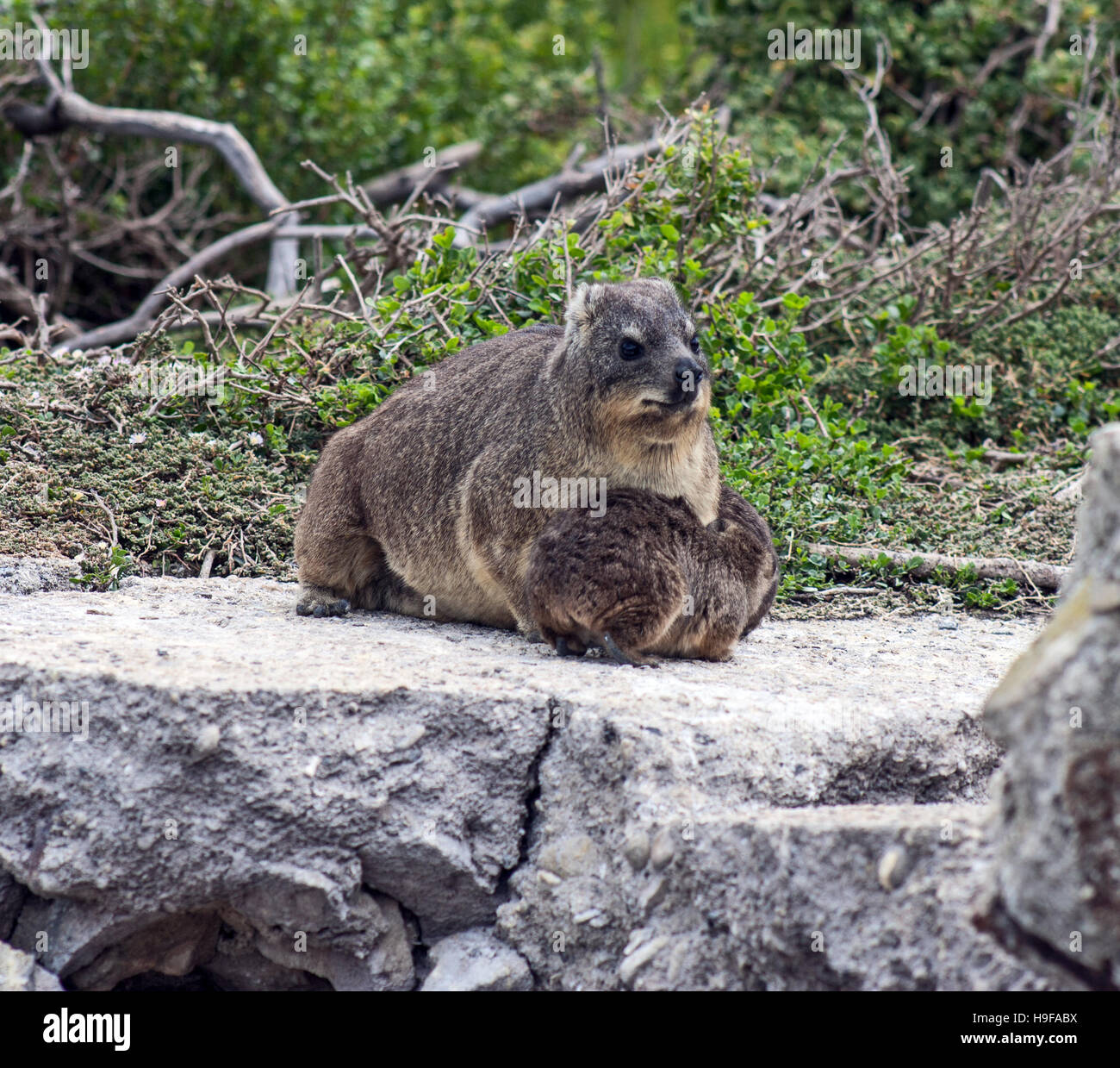 Dassie (hyrax) and baby Stock Photo - Alamy