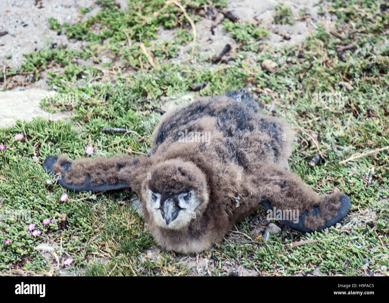 Adolescent African Penguin Stock Photo - Alamy