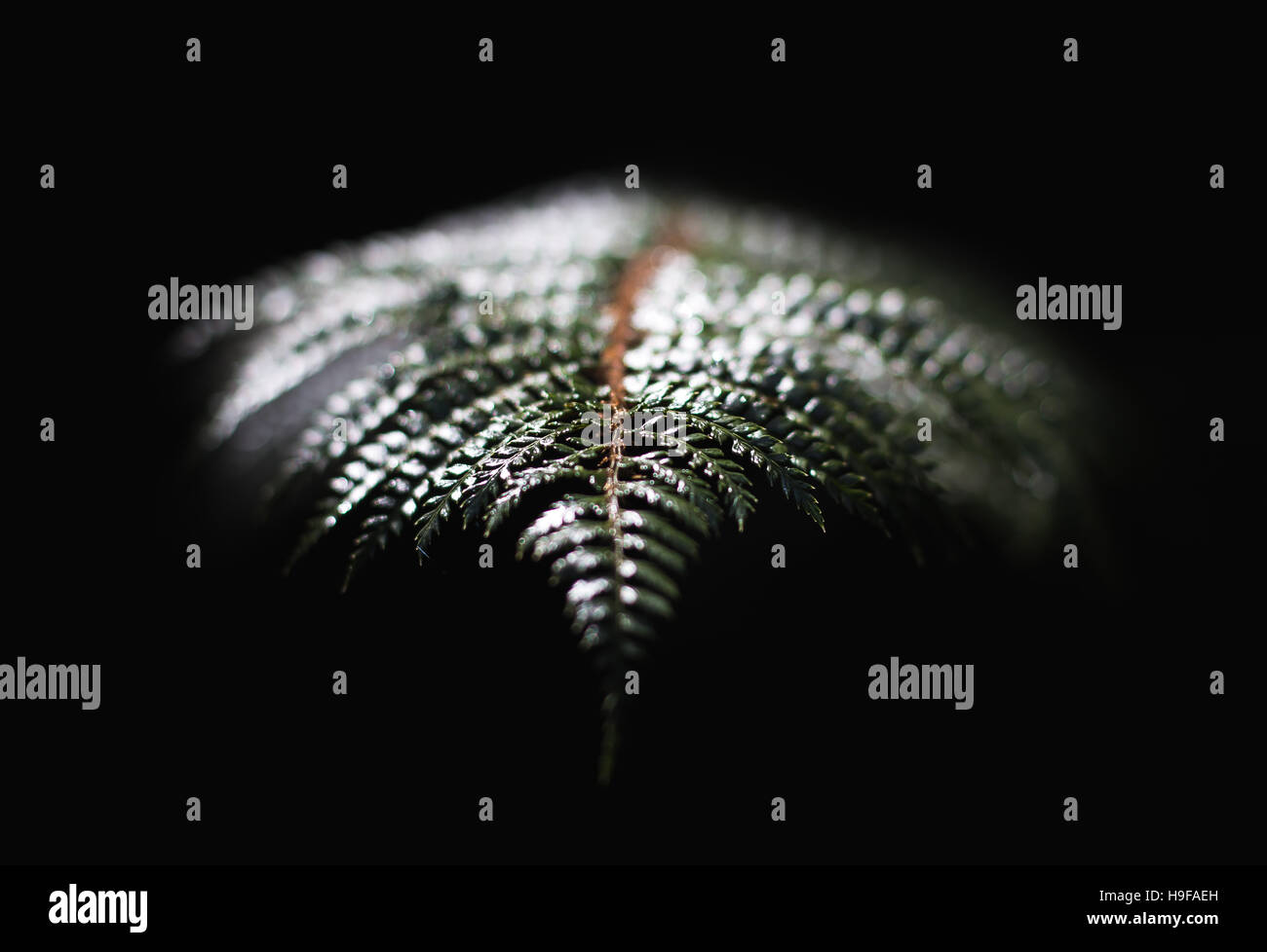New Zealand Fern on an isolated black background Stock Photo - Alamy