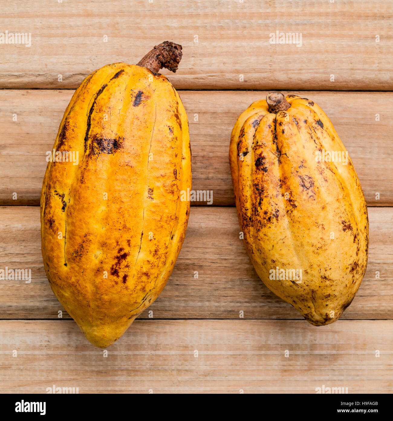 Ripe Indonesia's cocoa setup on rustic wooden background Stock Photo ...