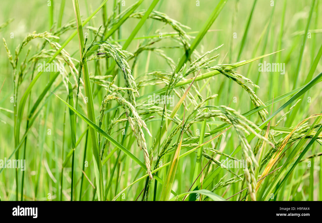 Harvest rice at paddy rice field at the South of Thailand side Stock ...