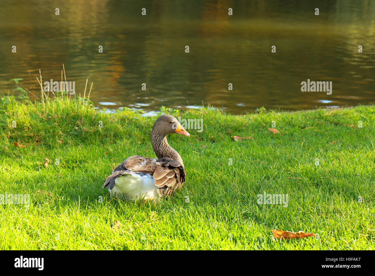 A beautiful grey goose sitting in the Grass Stock Photo - Alamy