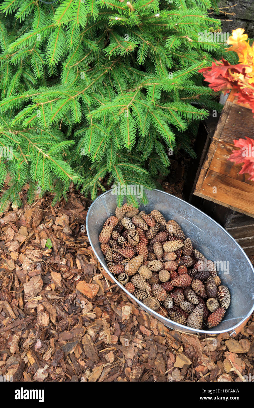 Tub with tree hi-res stock photography and images - Alamy