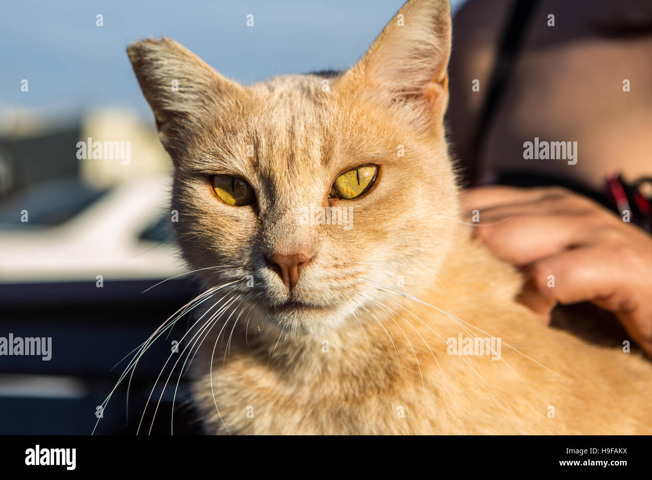 close up of ginger cat face Stock Photo - Alamy
