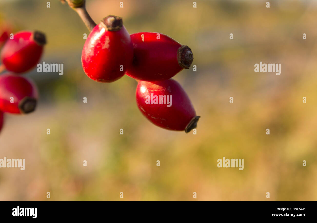 Ripe Briar fruit, wild rose hip shrub in nature. Dog-rose berry close ...