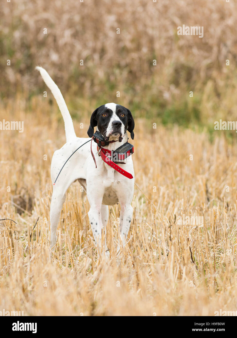 An English Pointer out hunting in North Dakota Stock Photo - Alamy