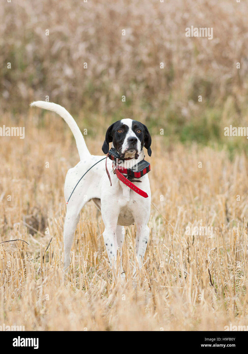 English pointer dog running in hi-res stock photography and images - Alamy
