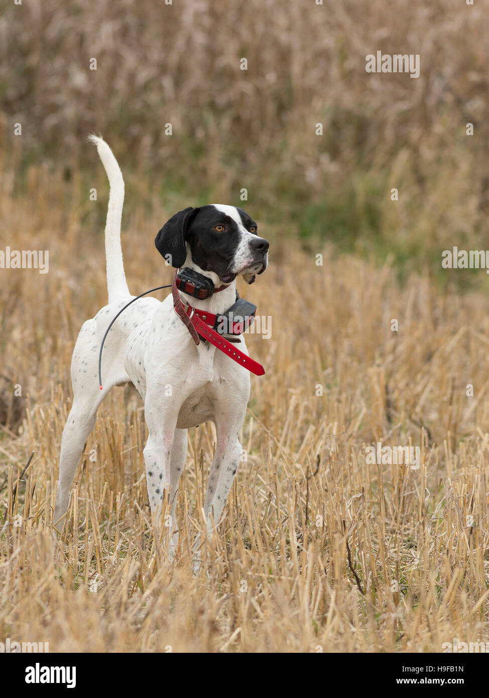 An English Pointer out hunting in North Dakota Stock Photo - Alamy