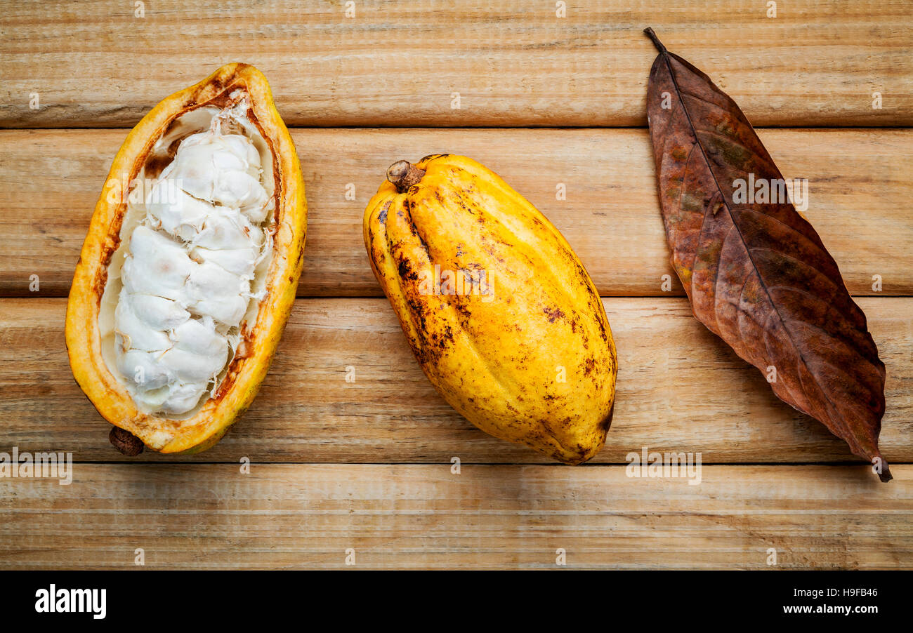 Ripe Indonesia cocoa setup on rustic wooden background Stock Photo - Alamy
