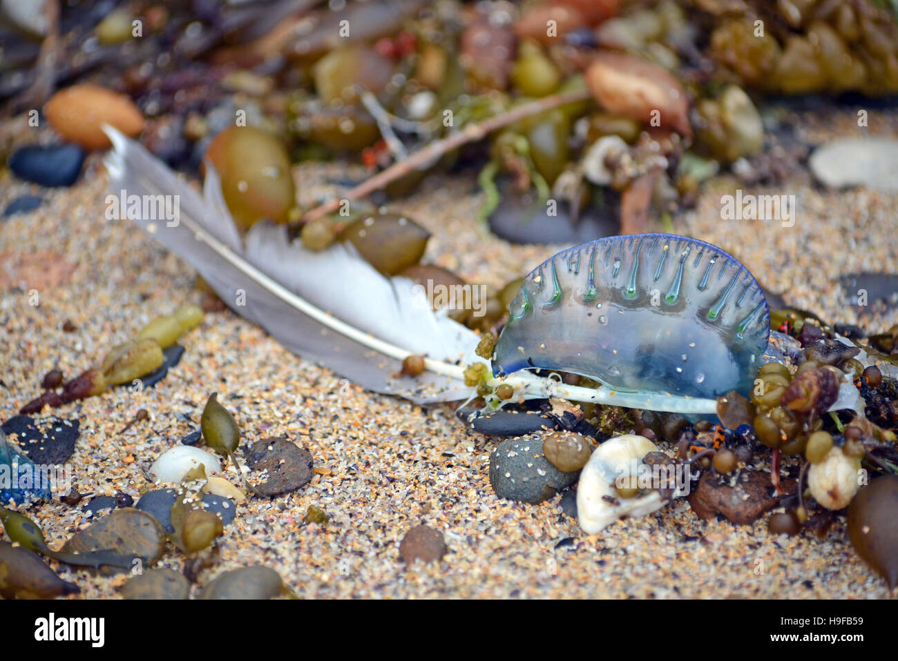 Close up of Portuguese Man O' War (Bluebottle), seaweed and seagull ...